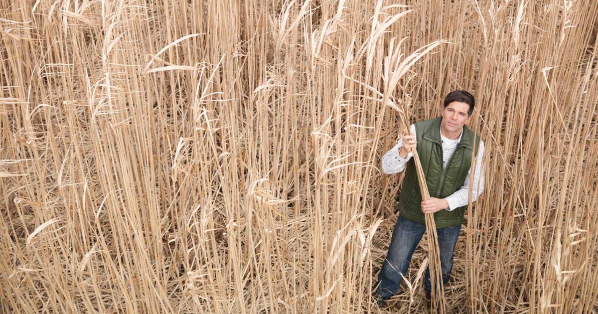 Perennial Biomass Production | Project Drawdown